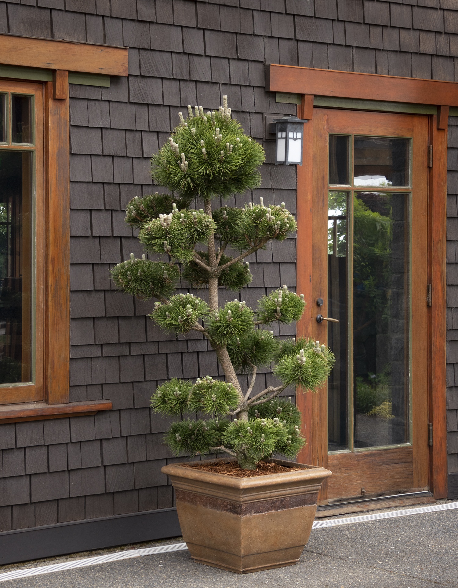 Thunderhead Japanese Black Pine, Pinus thunbergii 'Thunderhead'