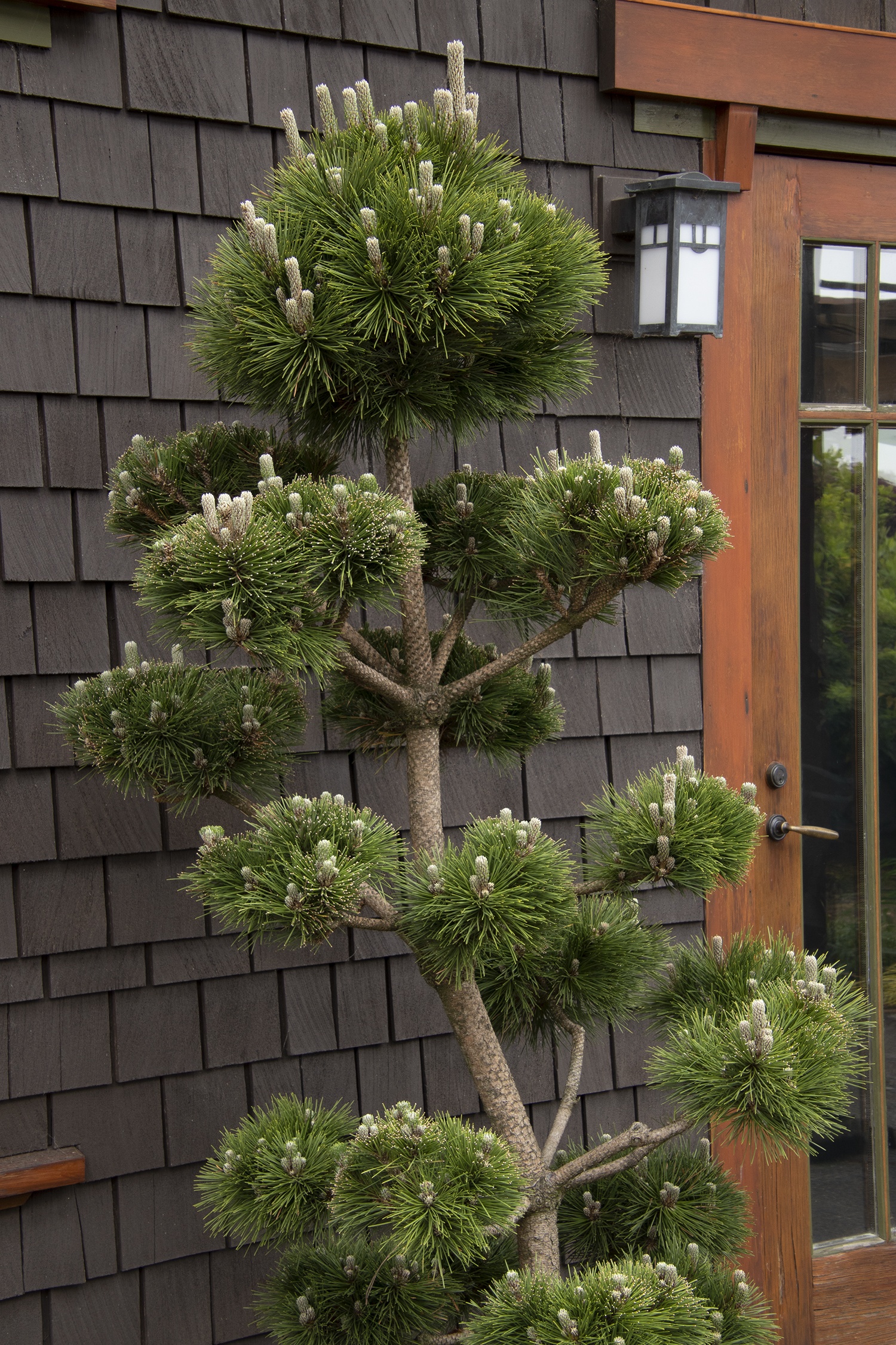 Thunderhead Japanese Black Pine, Pinus thunbergii 'Thunderhead'