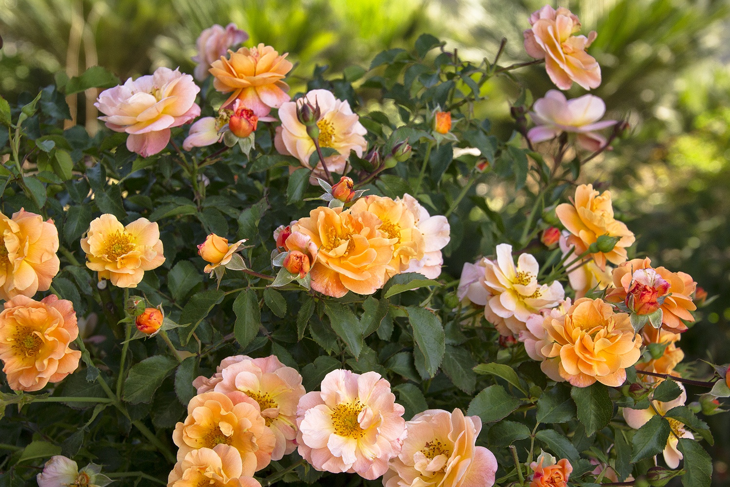 Flower Carpet® Amber Rose, Rosa x 'NOA97400A' PP #17,098, Monrovia Plant