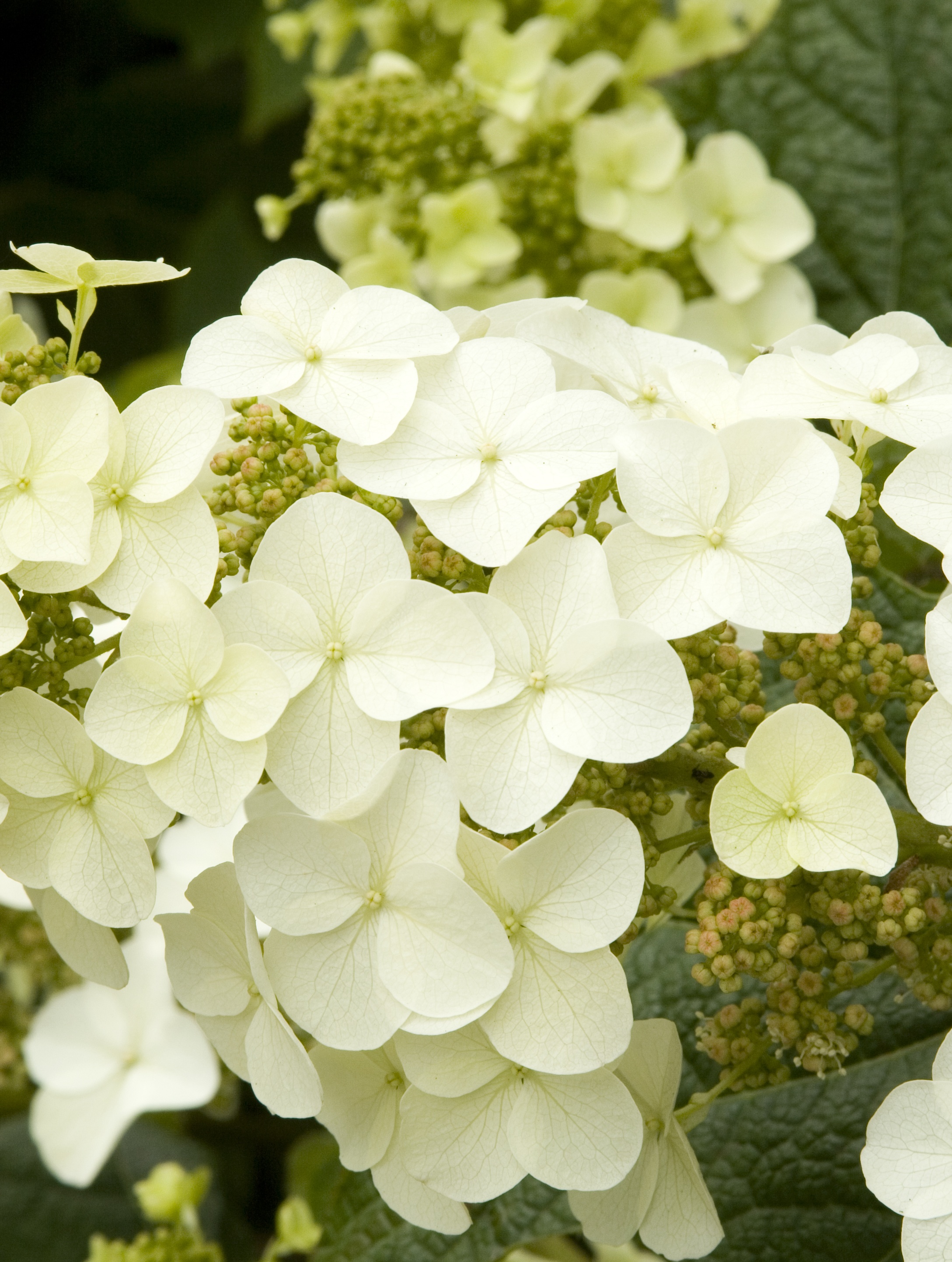 Oakleaf Hydrangea, Hydrangea quercifolia, Monrovia Plant