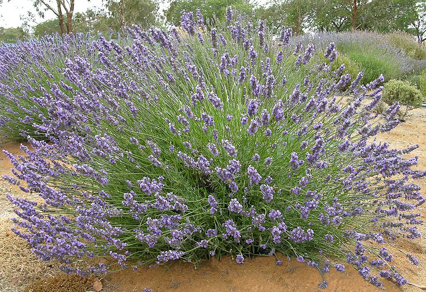 Riverina Thomas Lavender, Lavandula intermedia 'Riverina Thomas'