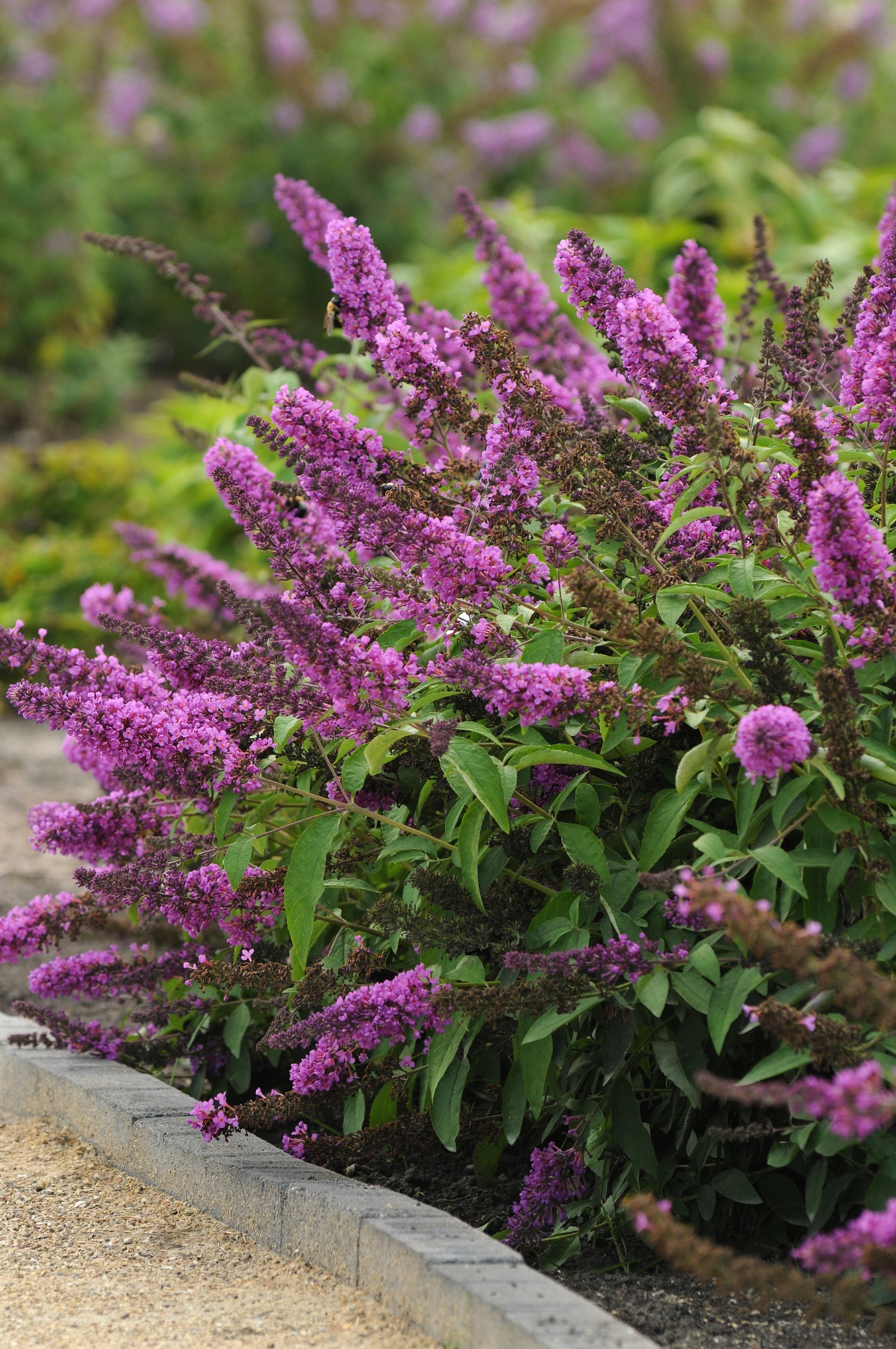 Flutterby Petite® Tutti Fruitti Pink Butterfly Bush, Monrovia Plant
