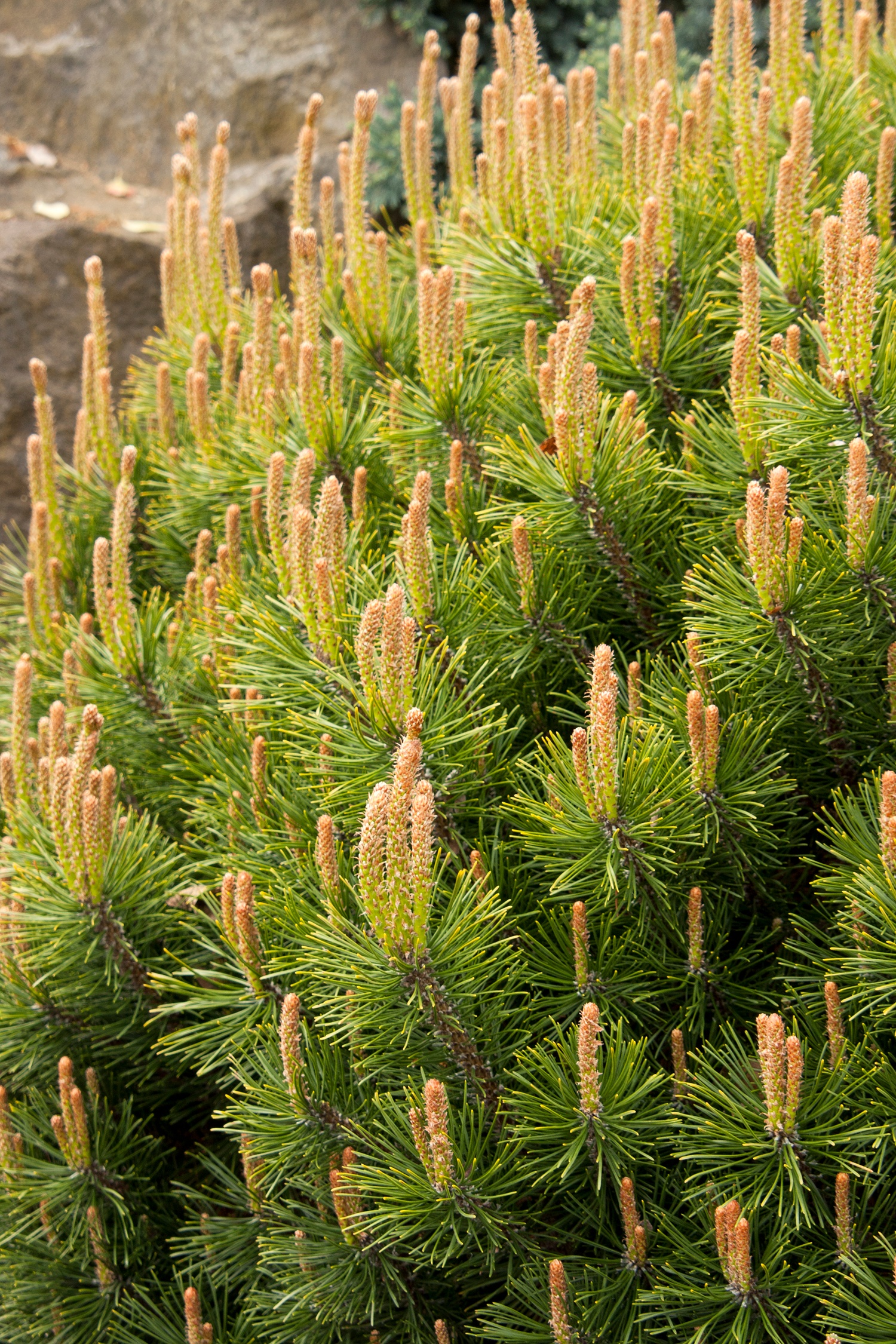 Compact Mugo Pine, Pinus mugo pumilio 'Compact Select', Monrovia Plant