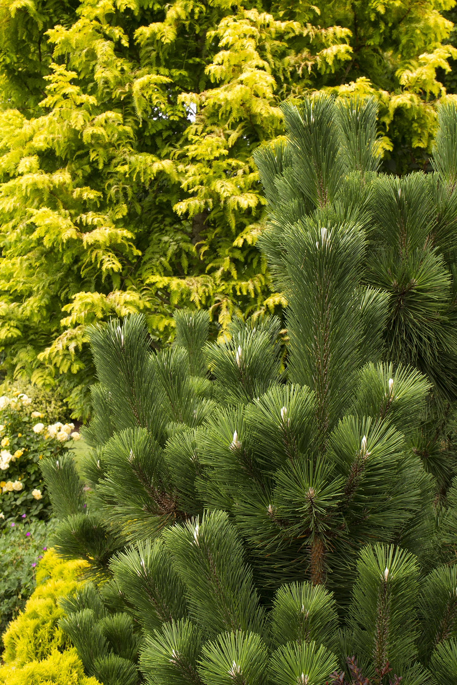 Thunderhead Japanese Black Pine, Pinus thunbergii 'Thunderhead'
