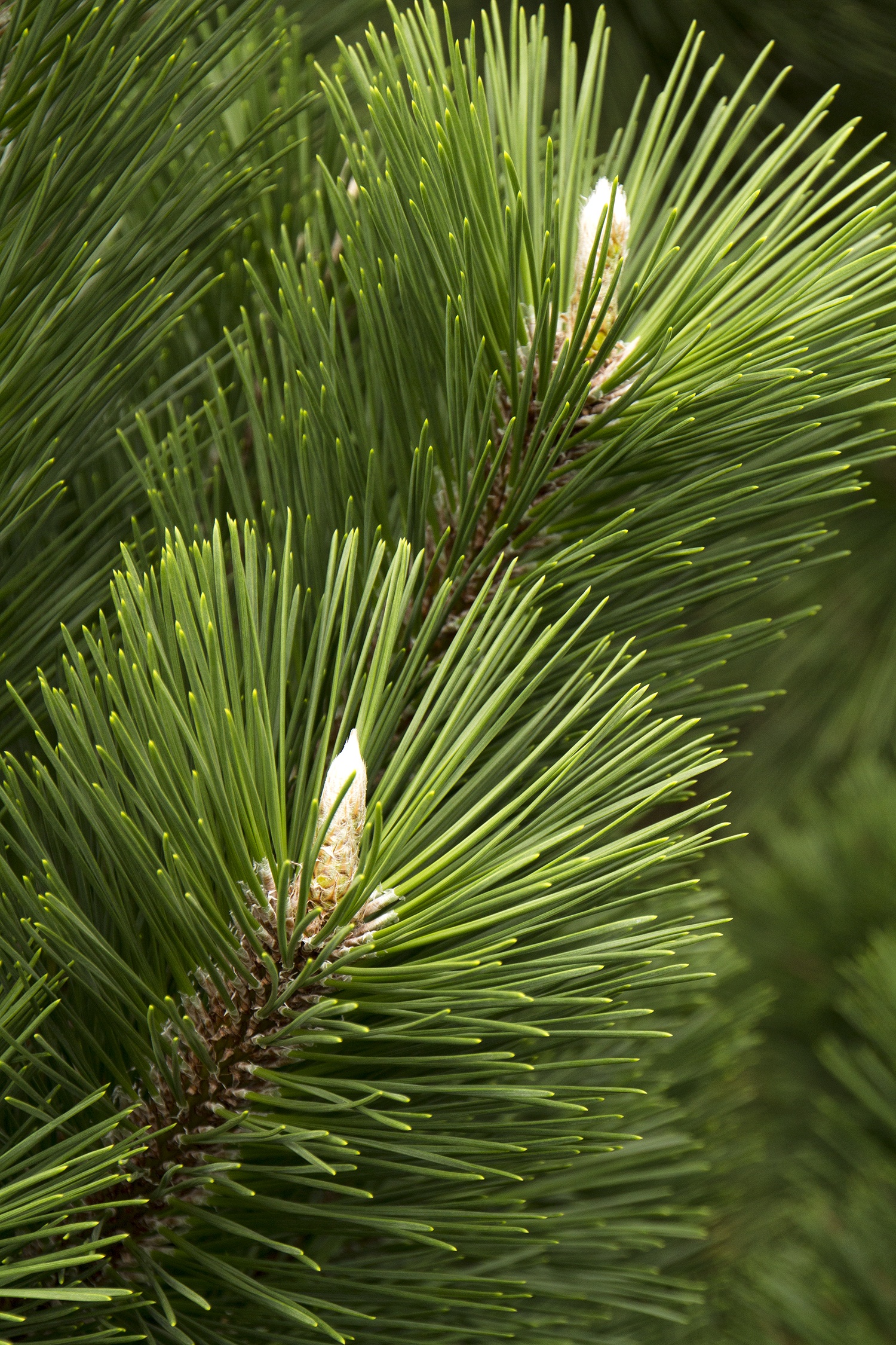 Thunderhead Japanese Black Pine, Pinus thunbergii 'Thunderhead'