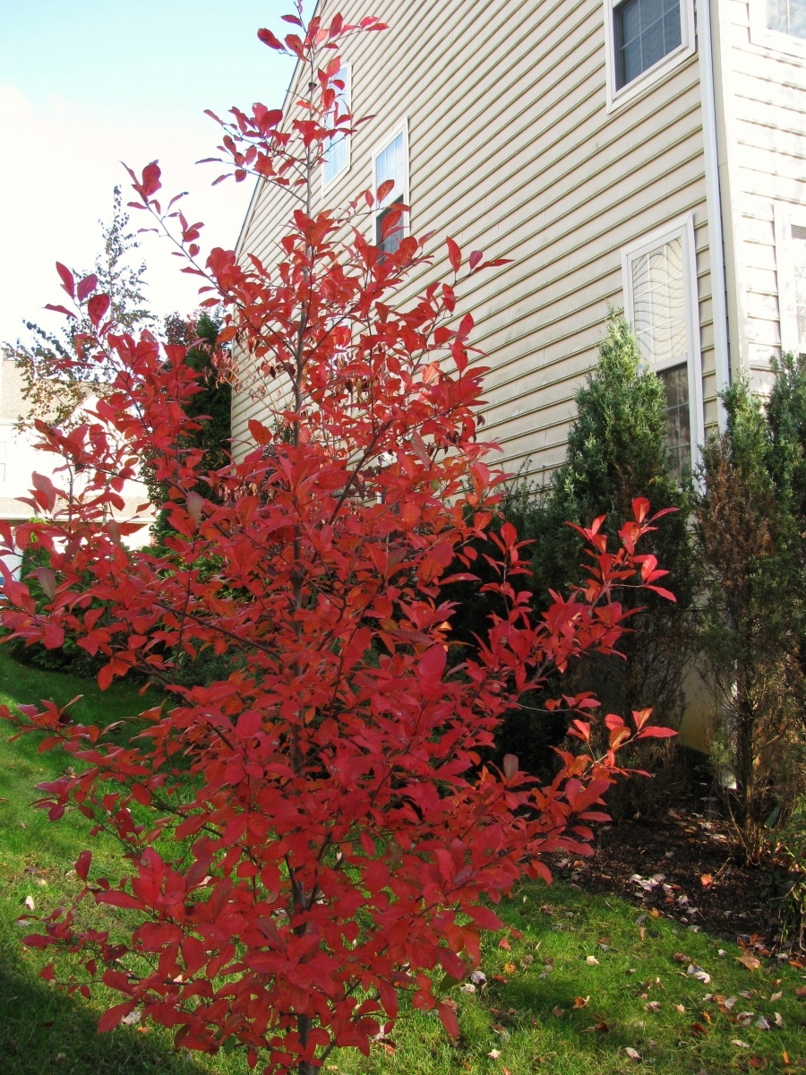Wildfire Tupelo, Nyssa sylvatica 'Wildfire', Monrovia Plant