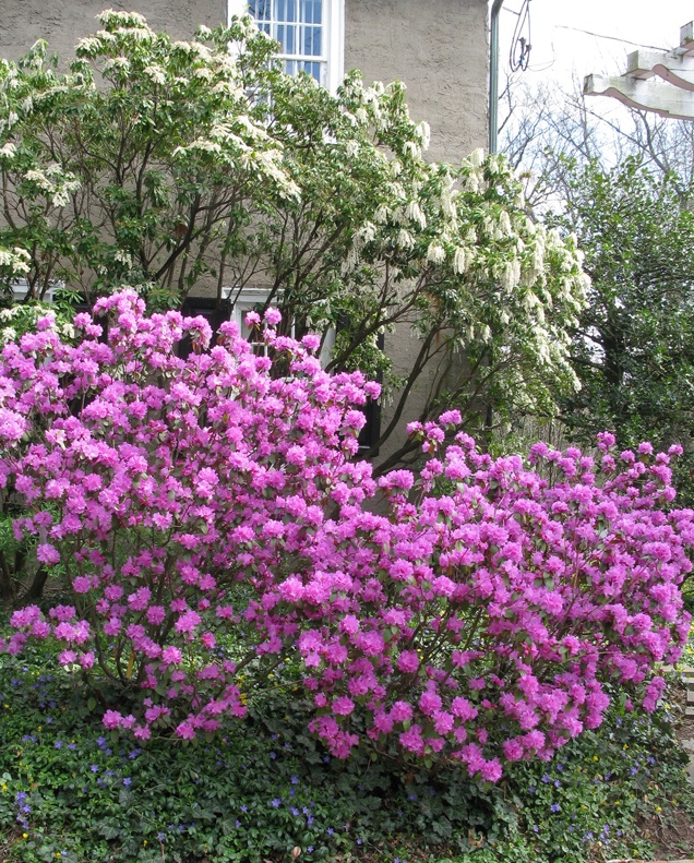 Olga Mezitt Rhododendron, Rhododendron 'Olga Mezitt' (H-1), Monrovia Plant
