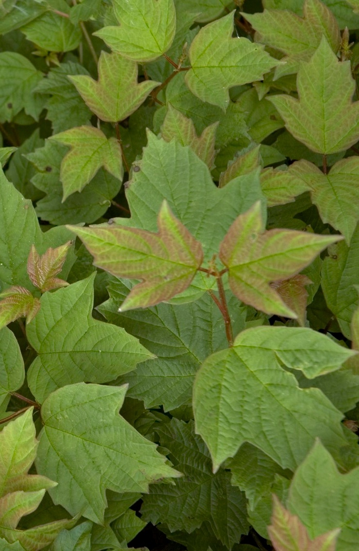 Dwarf Cranberry Bush, Viburnum opulus 'Nanum', Monrovia Plant