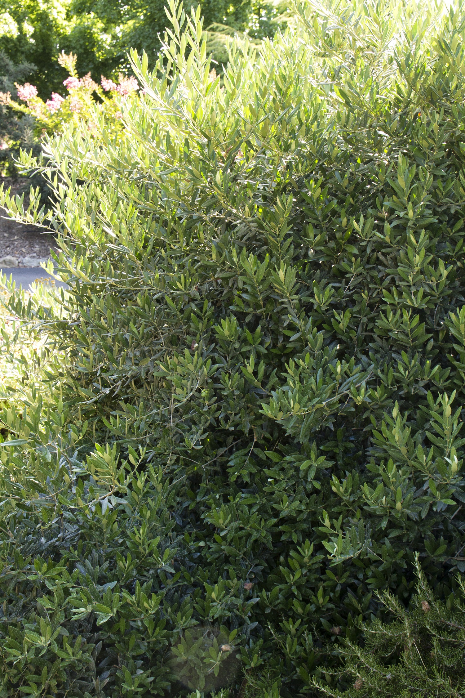 Little Ollie® Dwarf Olive, Olea europaea 'Montra', Monrovia Plant