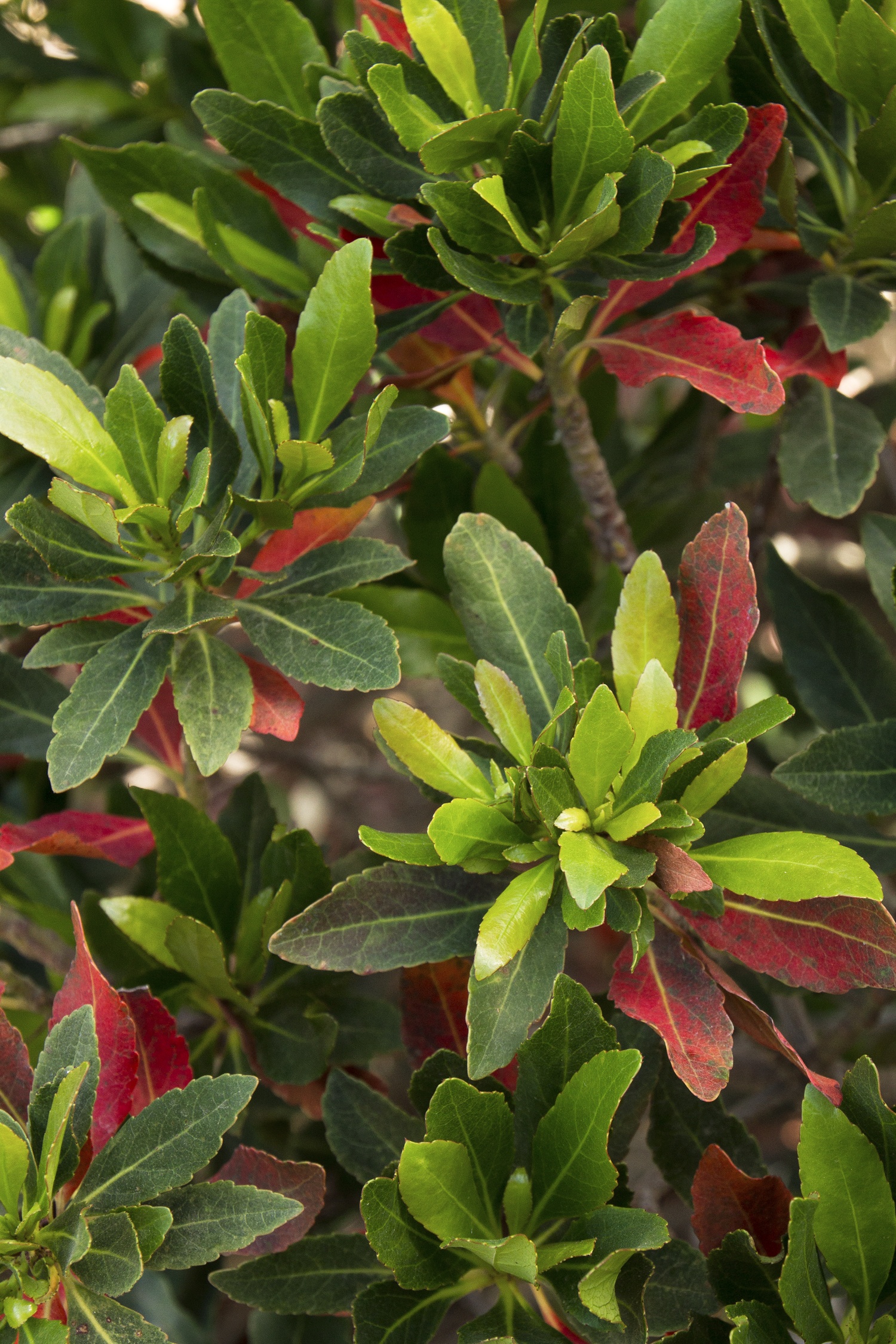 Shogun® Series Little Emperor™ Japanese Blueberry Tree, Monrovia Plant