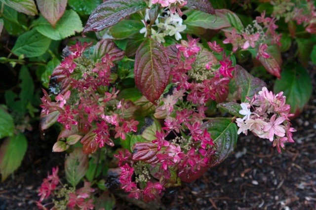 Chiri-san Sue Mountain Hydrangea, Hydrangea serrata 'Chiri-san Sue'