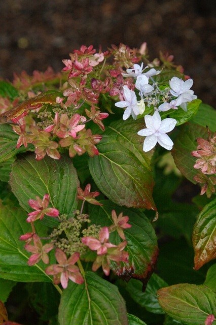 Chiri-san Sue Mountain Hydrangea, Hydrangea serrata 'Chiri-san Sue'
