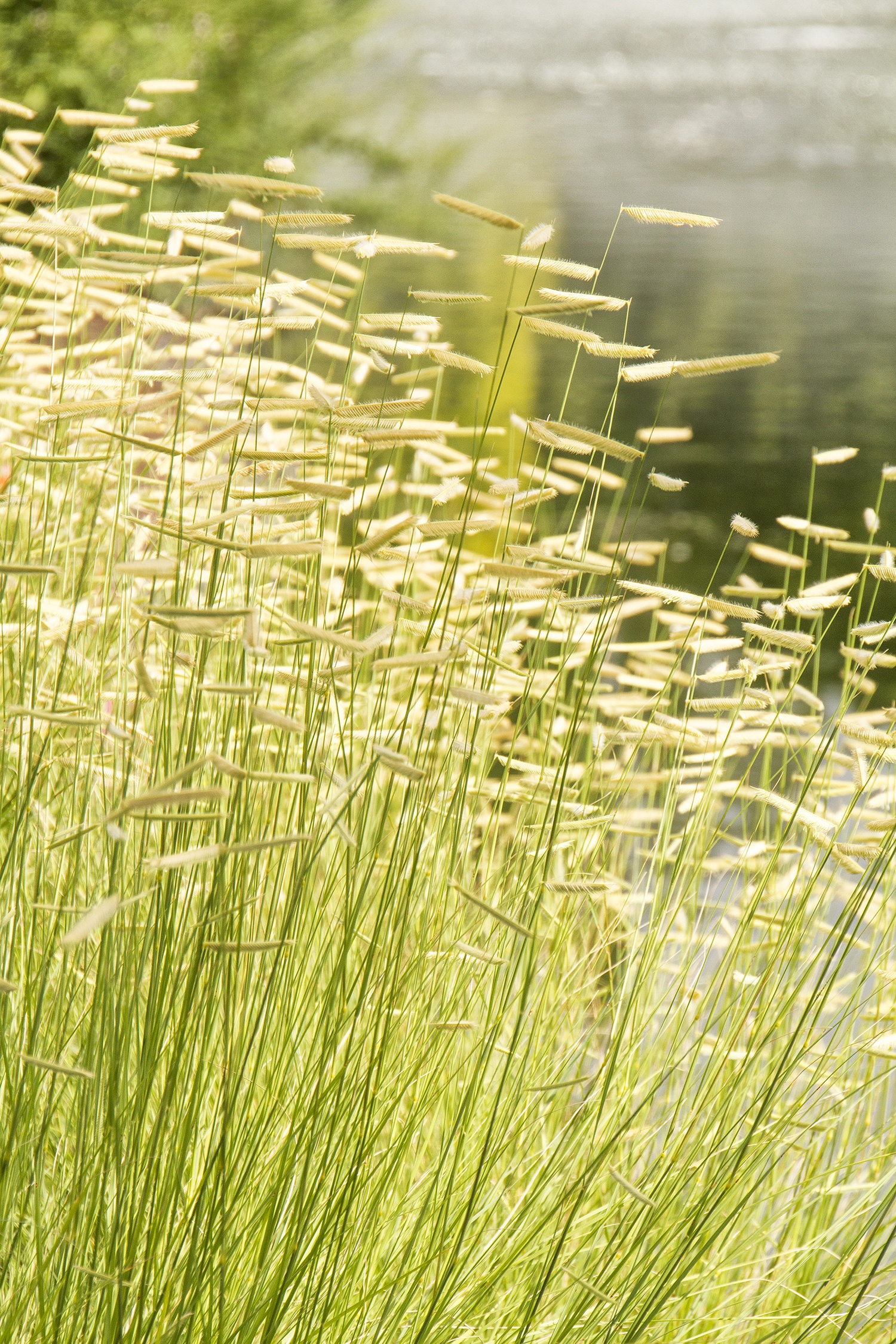 Blonde Ambition Blue Grama Grass, Monrovia Plant