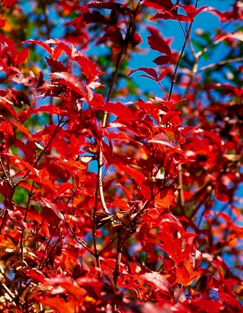Red Rhapsody® Amur Maple, Acer tataricum subsp. ginnala 'Mondy'