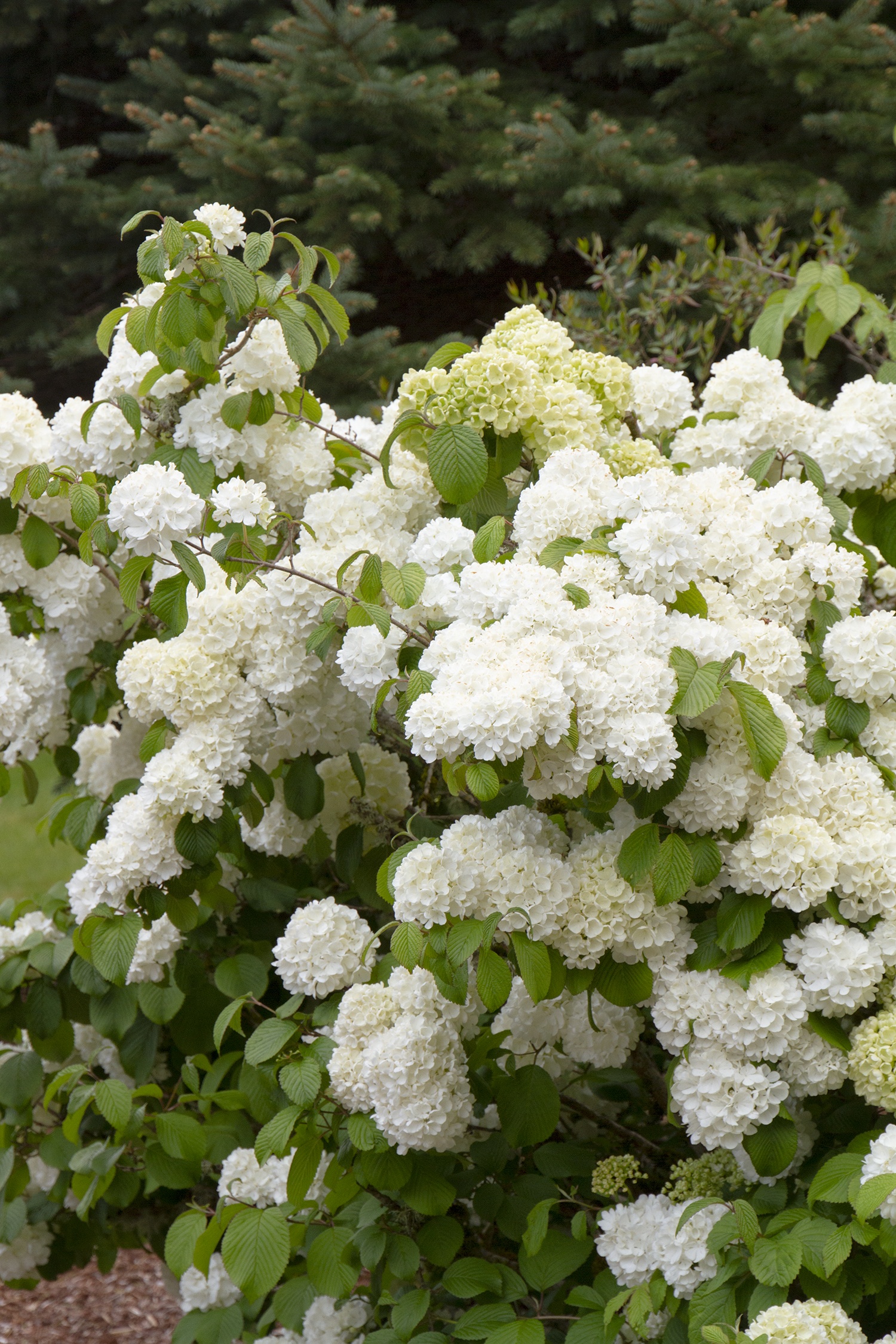 Popcorn Viburnum, Viburnum plicatum f. plicatum 'Popcorn', Monrovia Plant