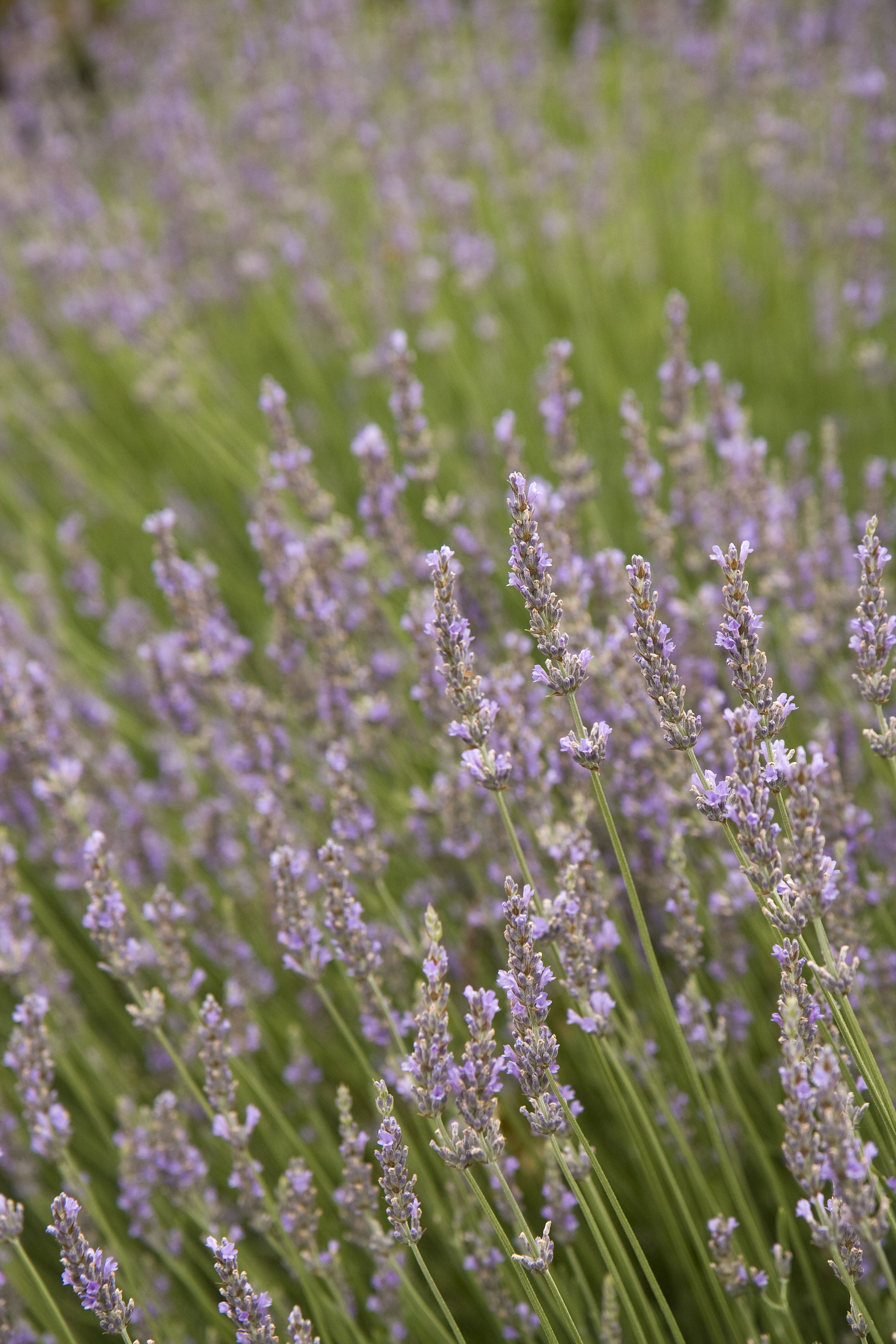 Provence Lavender, Lavandula x intermedia 'Provence', Monrovia Plant