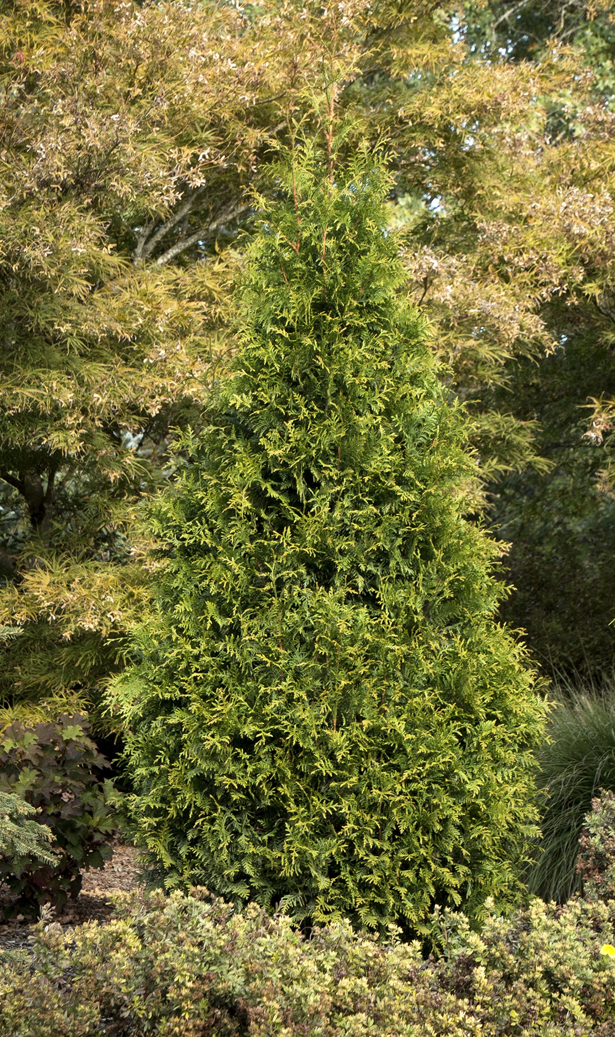 Tiny Tower® Green Giant Arborvitae, Thuja x 'MonRig' PP #27,067