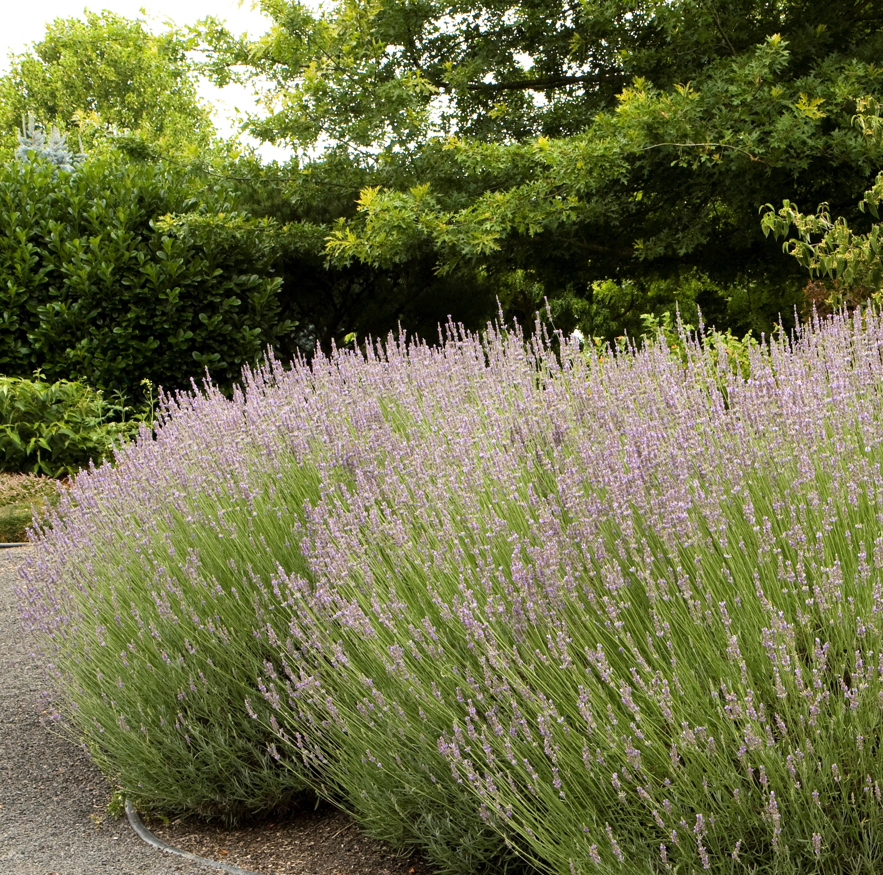 Provence Lavender, Lavandula x intermedia 'Provence', Monrovia Plant