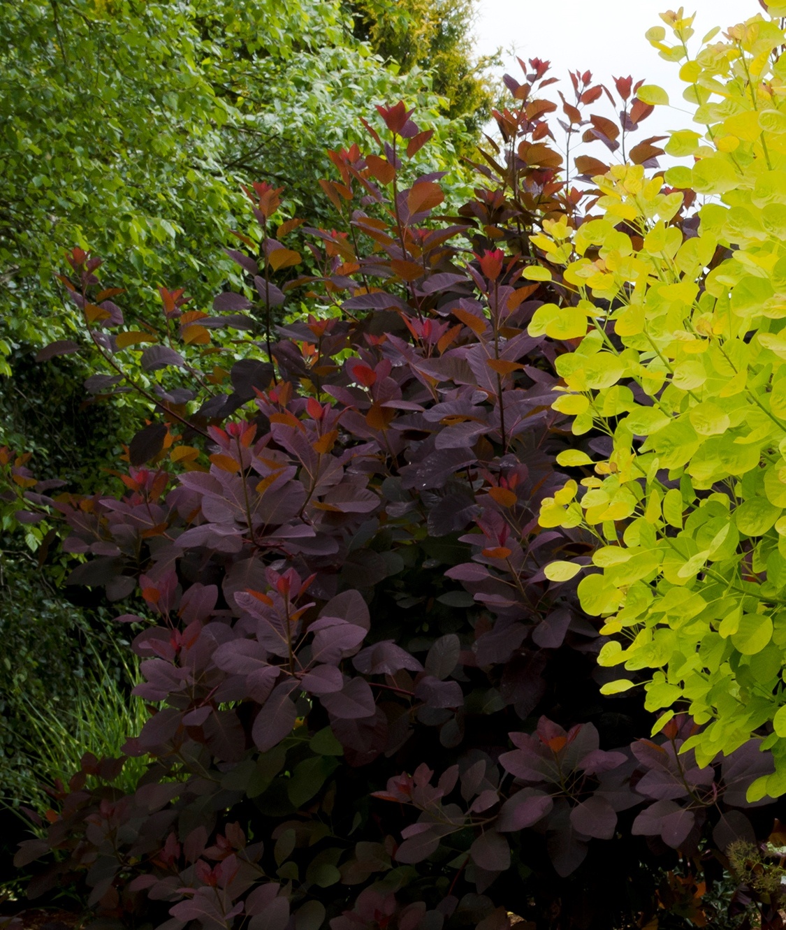 Grace Smoke Tree, Cotinus x 'Grace', Monrovia Plant