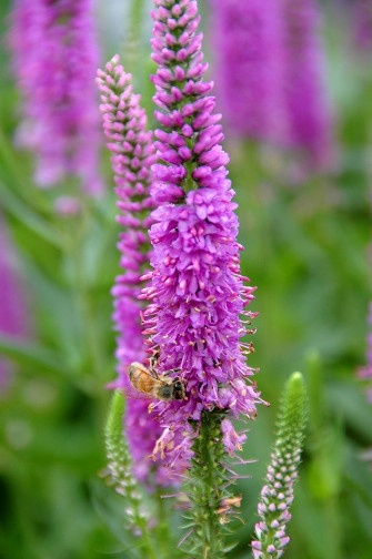 Vernique® Rose Veronica, Veronica longifolia 'Vernique Rose'