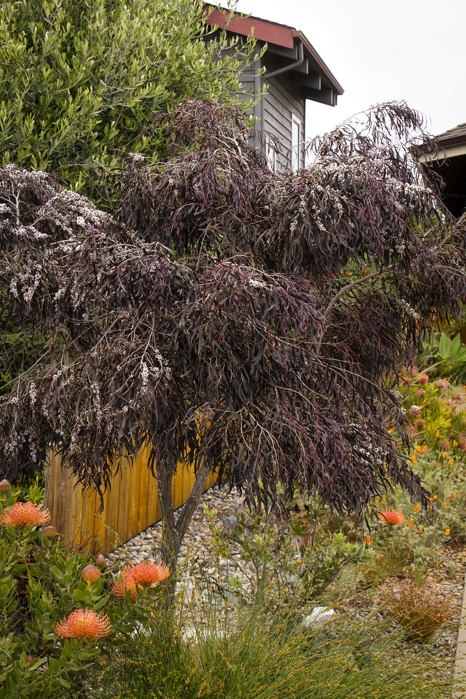 After Dark Peppermint Willow, Agonis flexuosa 'After Dark', Monrovia Plant