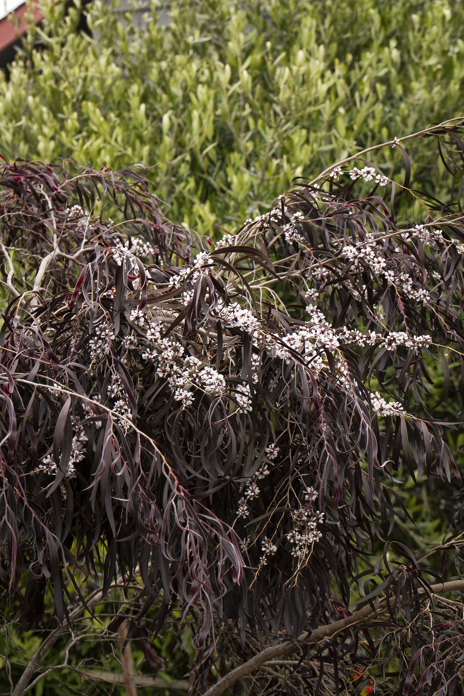 After Dark Peppermint Willow, Agonis flexuosa 'After Dark', Monrovia Plant