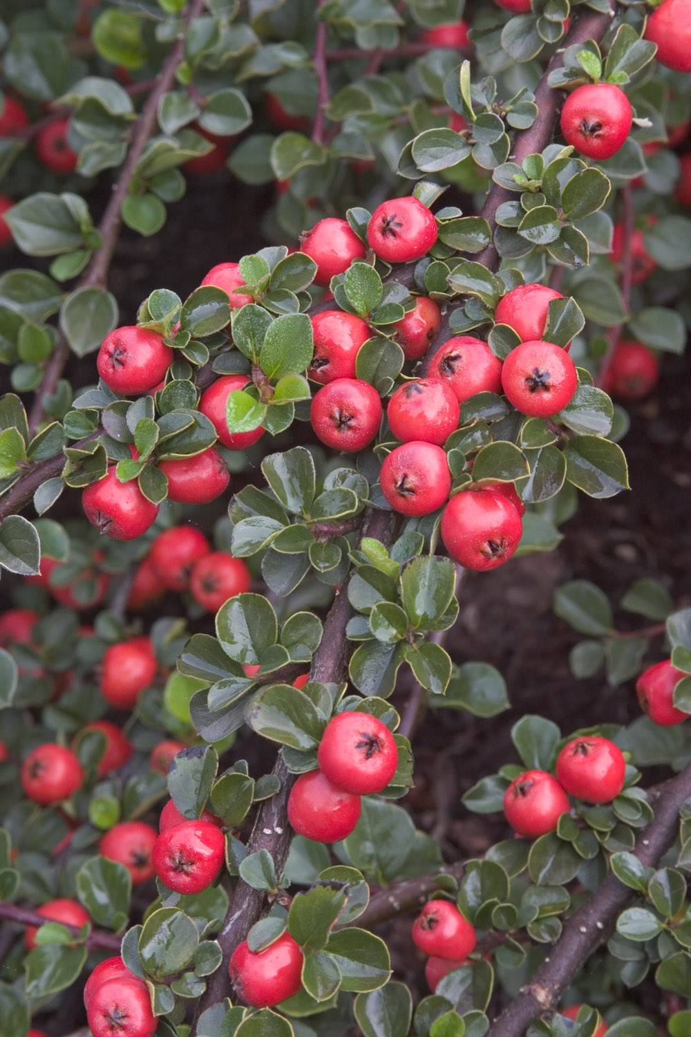 Cranberry Cotoneaster, Cotoneaster apiculatus, Monrovia Plant