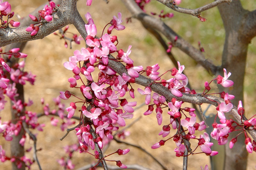 Ruby Falls Weeping Redbud, Cercis canadensis 'Ruby Falls' PP #22,097