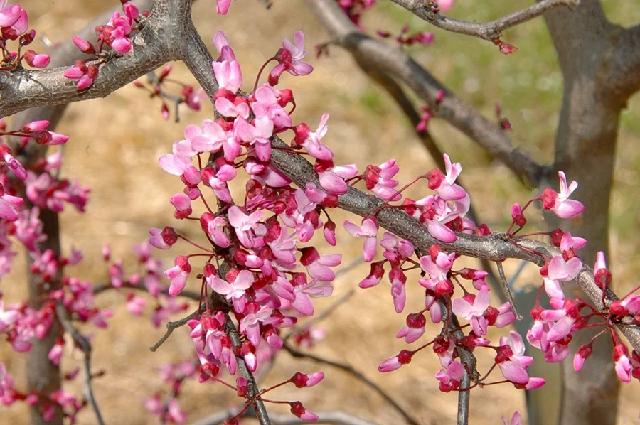 Ruby Falls Weeping Redbud, Cercis canadensis 'Ruby Falls' PP #22,097