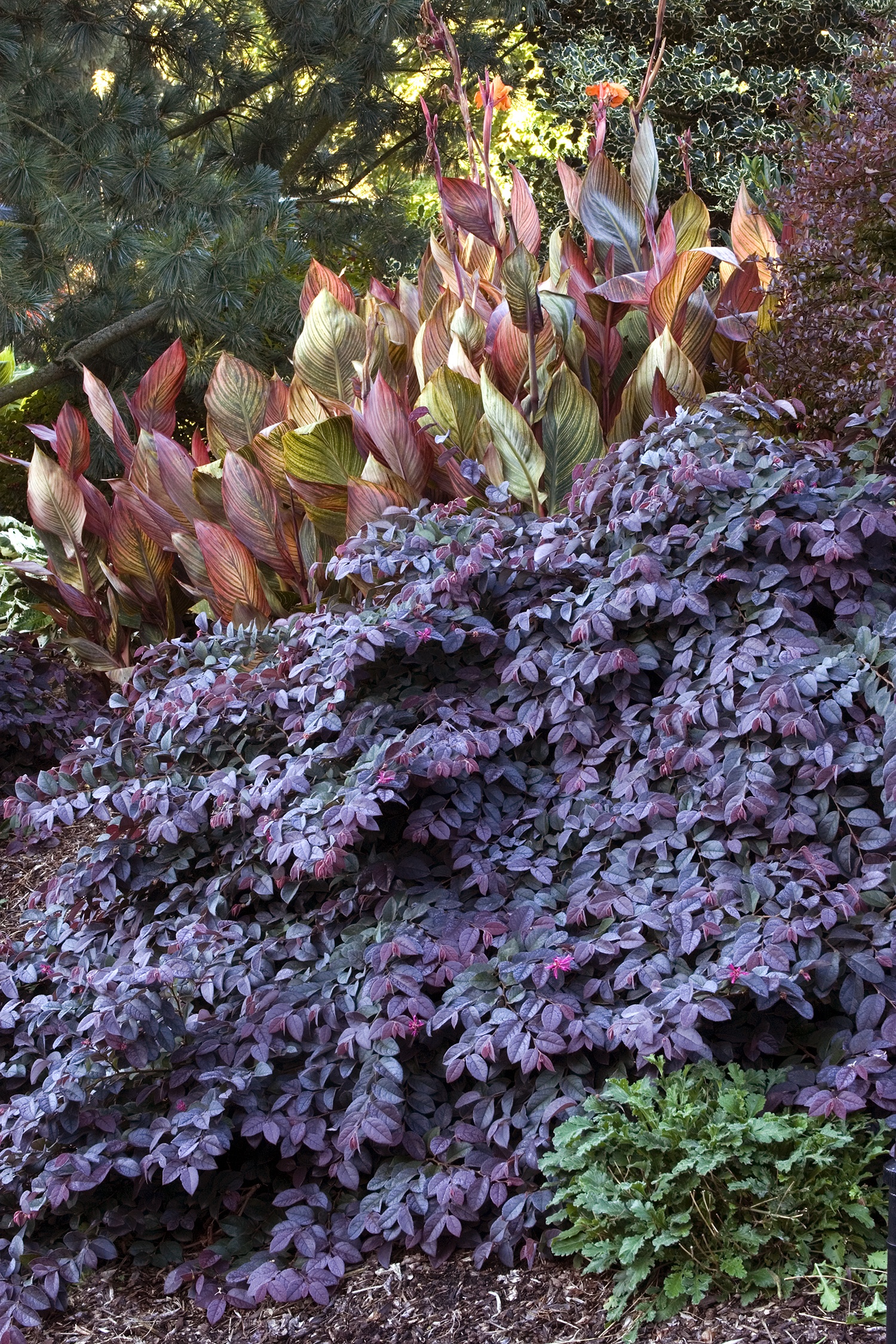 Sizzling Pink Fringe Flower, Loropetalum chinense 'Sizzling Pink'