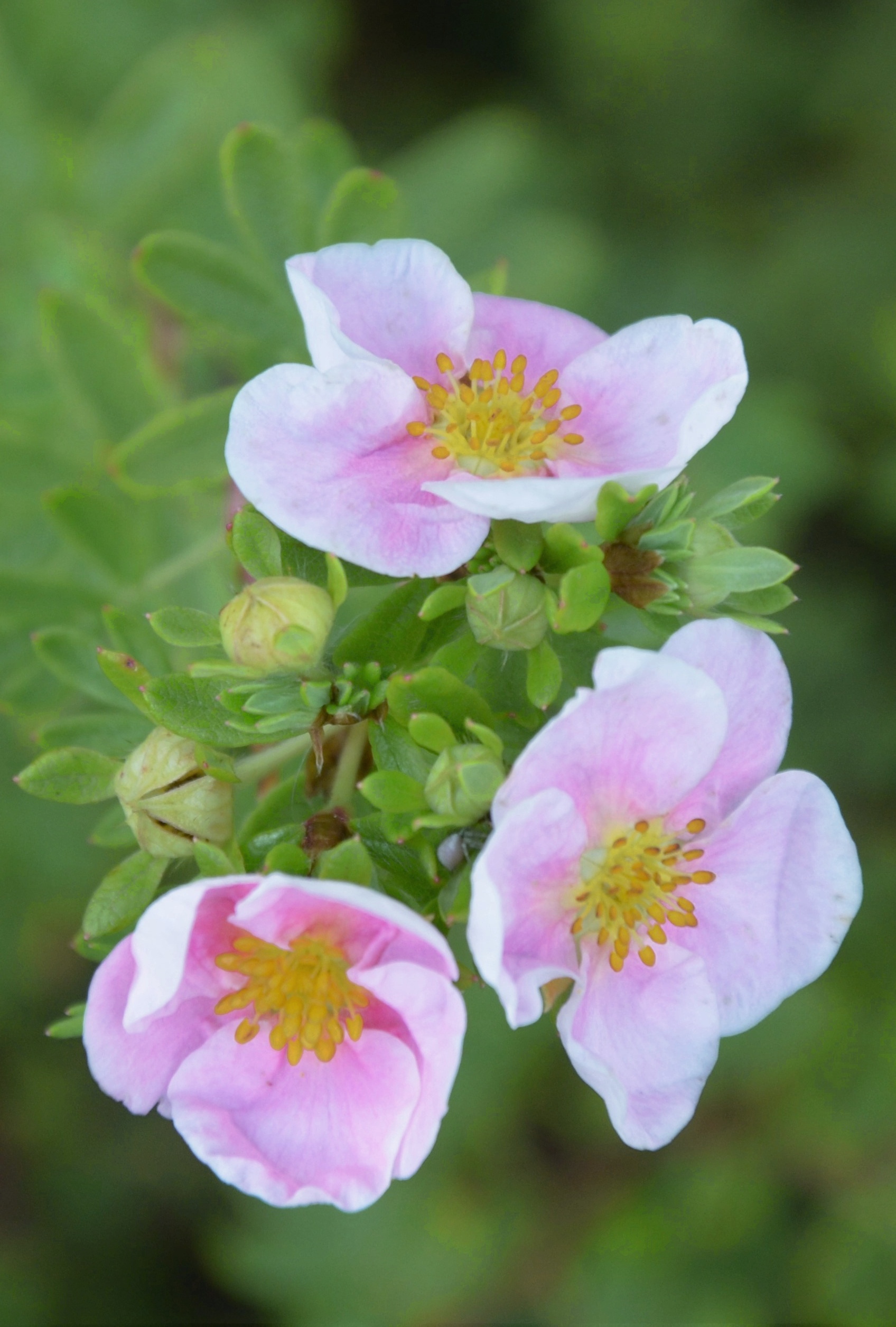 Pink Princess Potentilla, Potentilla fruticosa 'Pink Princess'