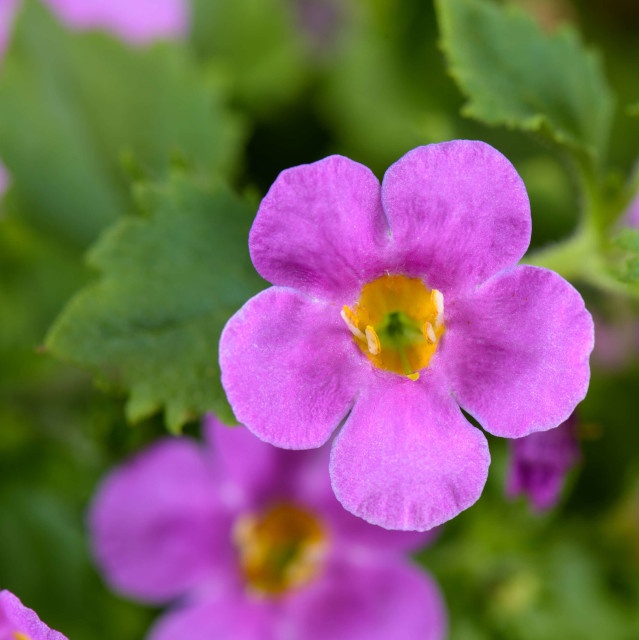 Scopia® Gulliver Bacopa, Sutera cordata Scopia™ Gulliver Series