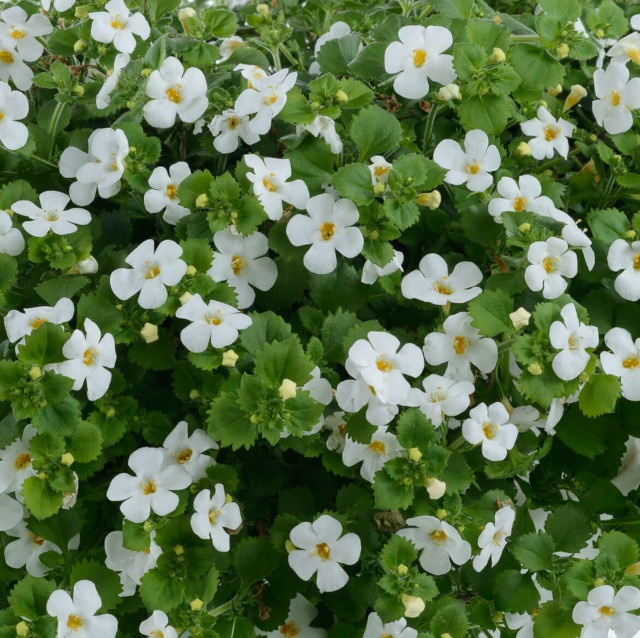 Scopia® Gulliver Bacopa, Sutera cordata Scopia™ Gulliver Series
