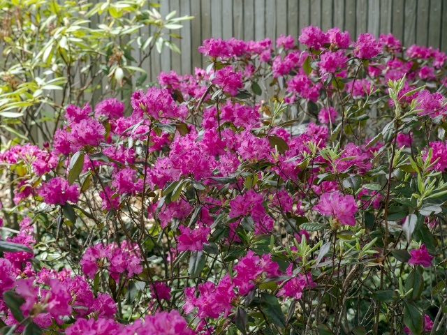 Landmark Rhododendron, Rhododendron x 'Landmark', Monrovia Plant