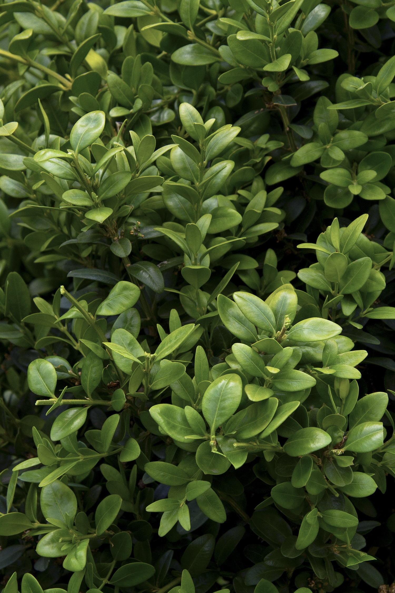 Green Tower® Boxwood, Buxus sempervirens 'Monrue', Monrovia Plant