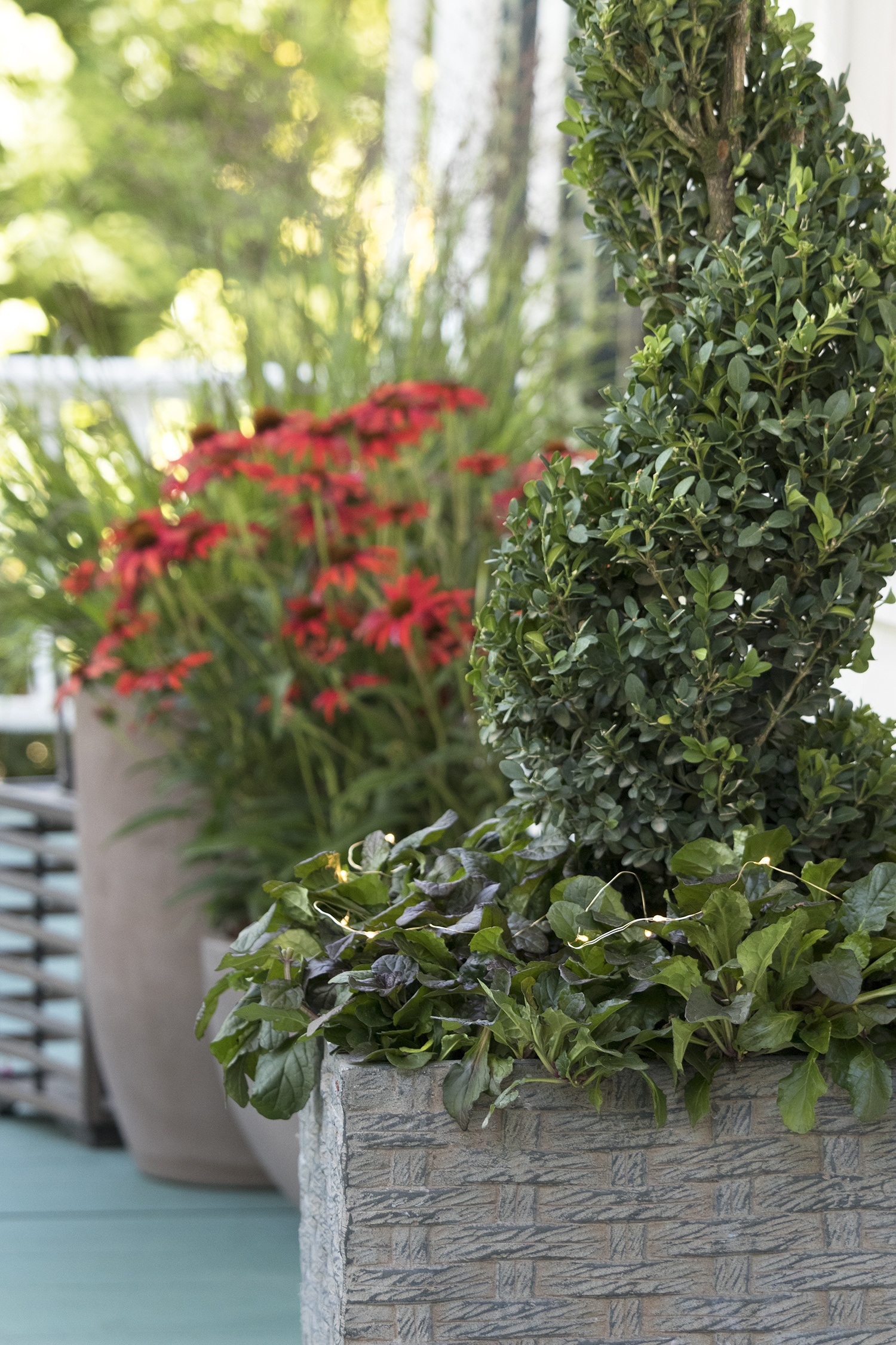 Green Tower® Boxwood, Buxus sempervirens 'Monrue', Monrovia Plant