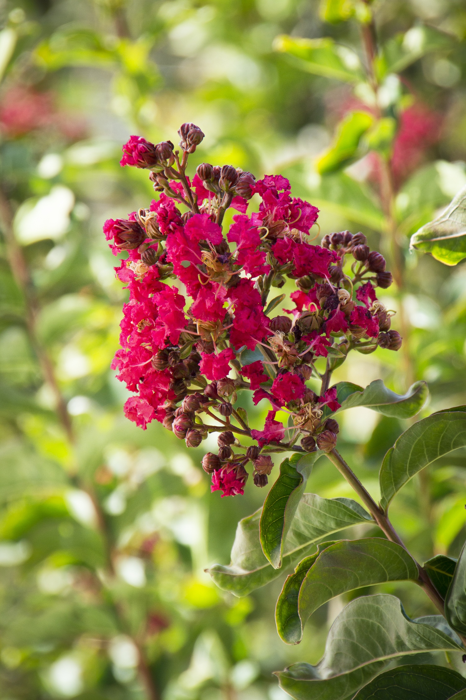 Arapaho Crape Myrtle, Lagerstroemia indica x faueri 'Arapaho'