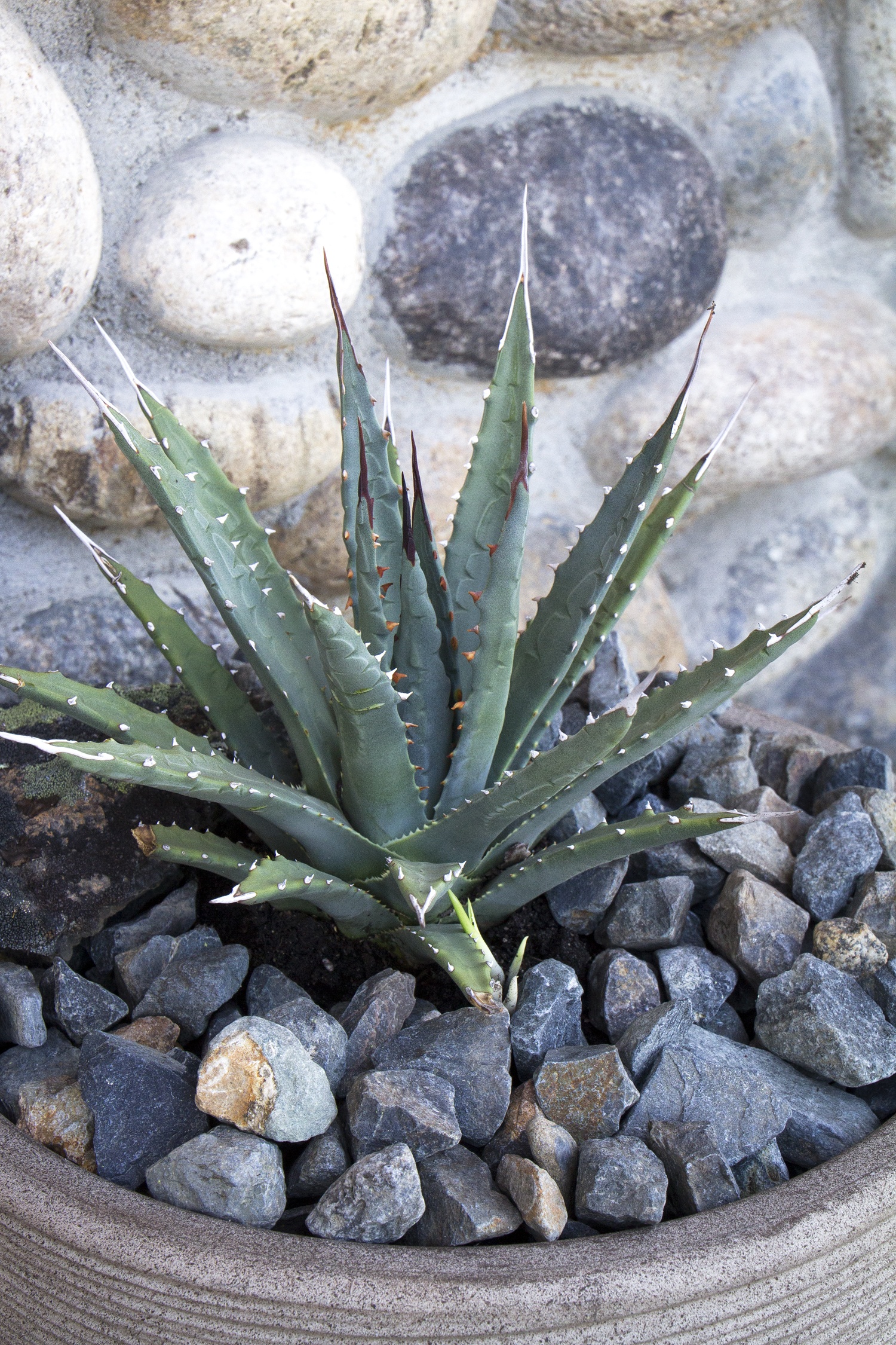 Utah Agave, Agave utahensis, Monrovia Plant