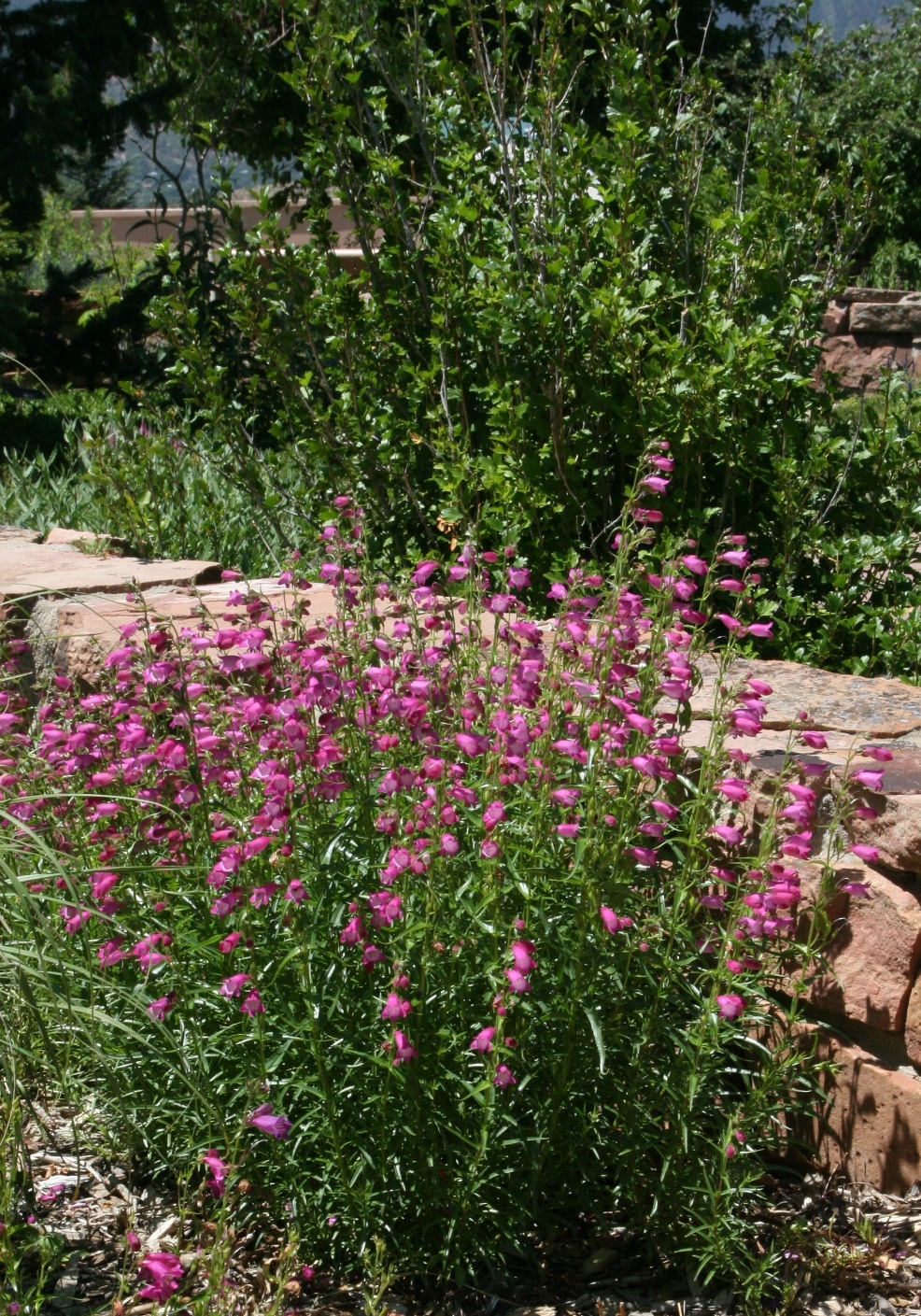 Red Rocks® Penstemon, Penstemon x mexicali 'P008S', Monrovia Plant