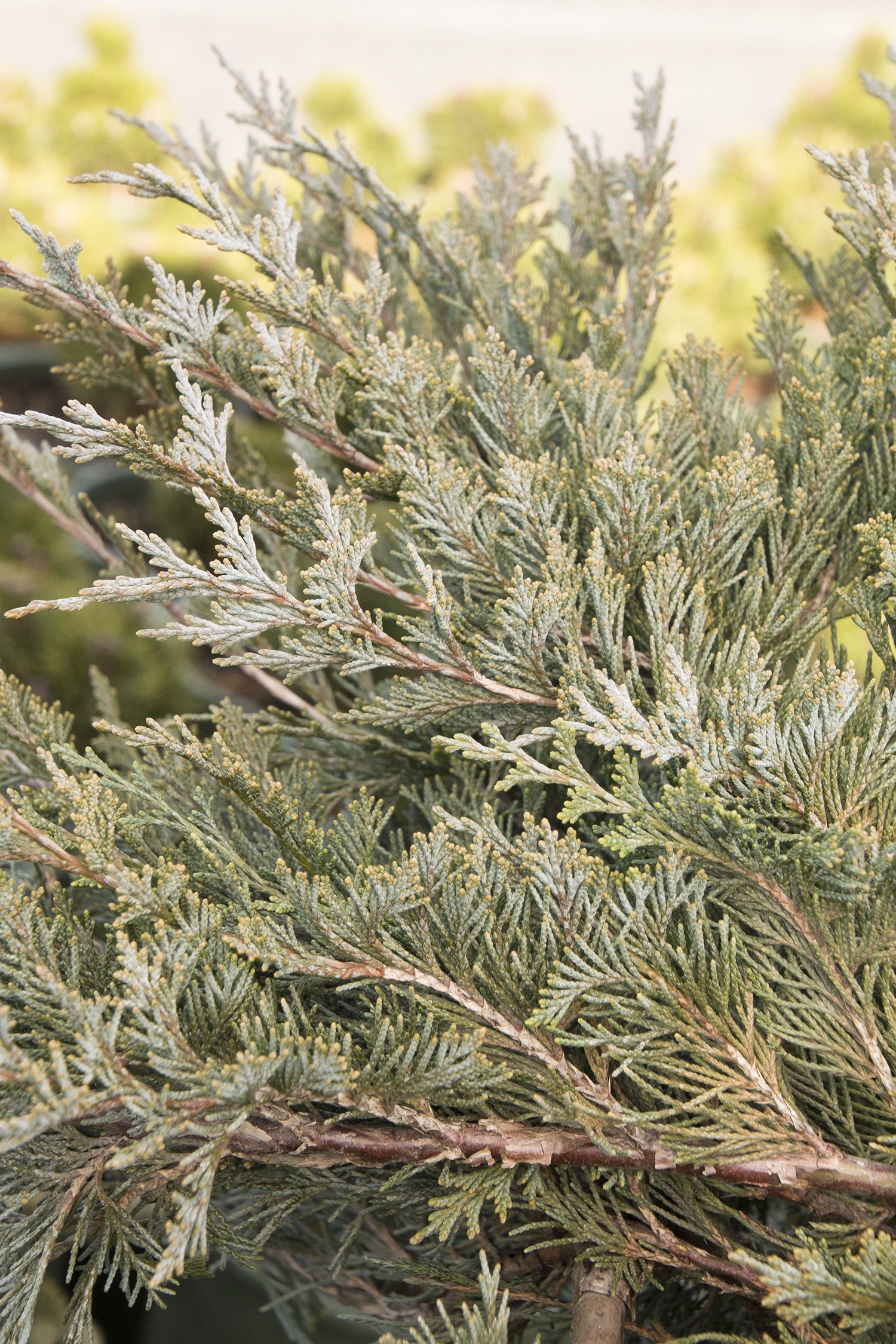 Burly Blue® Juniper, Juniperus scopulorum 'MonOliver' PPAF, Monrovia Plant