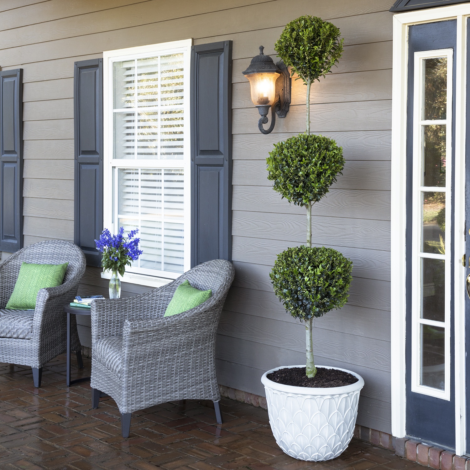 Emerald Colonnade® Holly, Ilex x 'RutHol1' PP #23,905, Monrovia Plant