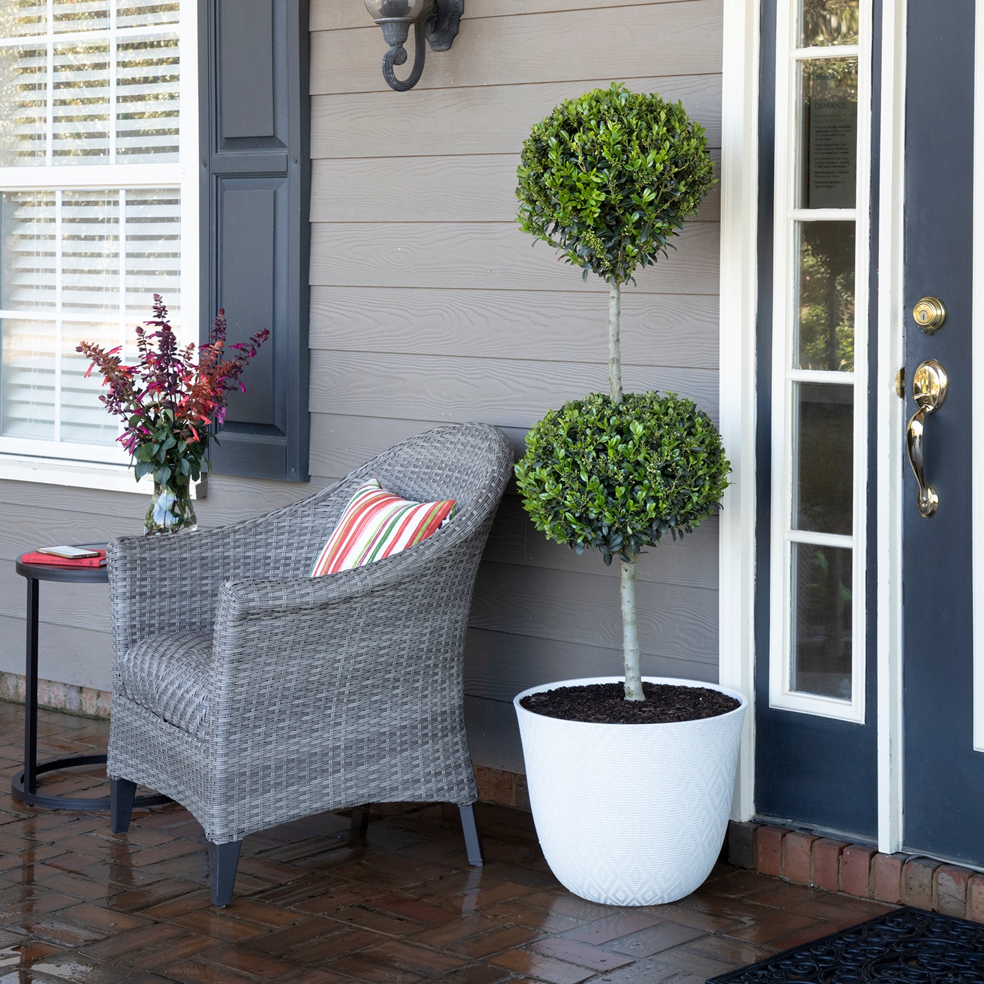 Emerald Colonnade® Holly, Ilex x 'RutHol1' PP #23,905, Monrovia Plant