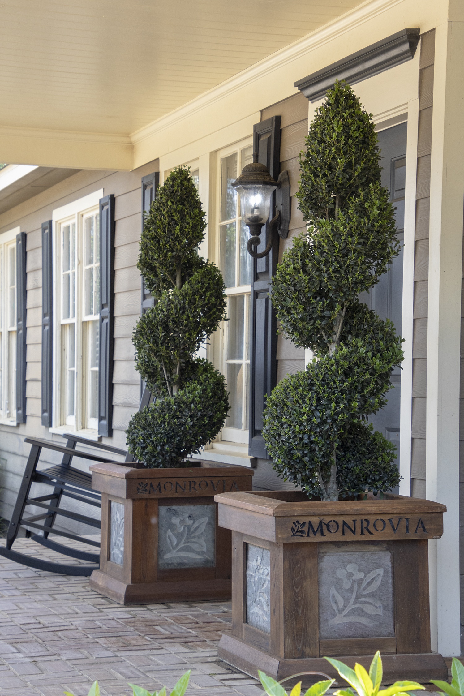 Emerald Colonnade® Holly, Ilex x 'RutHol1' PP #23,905, Monrovia Plant