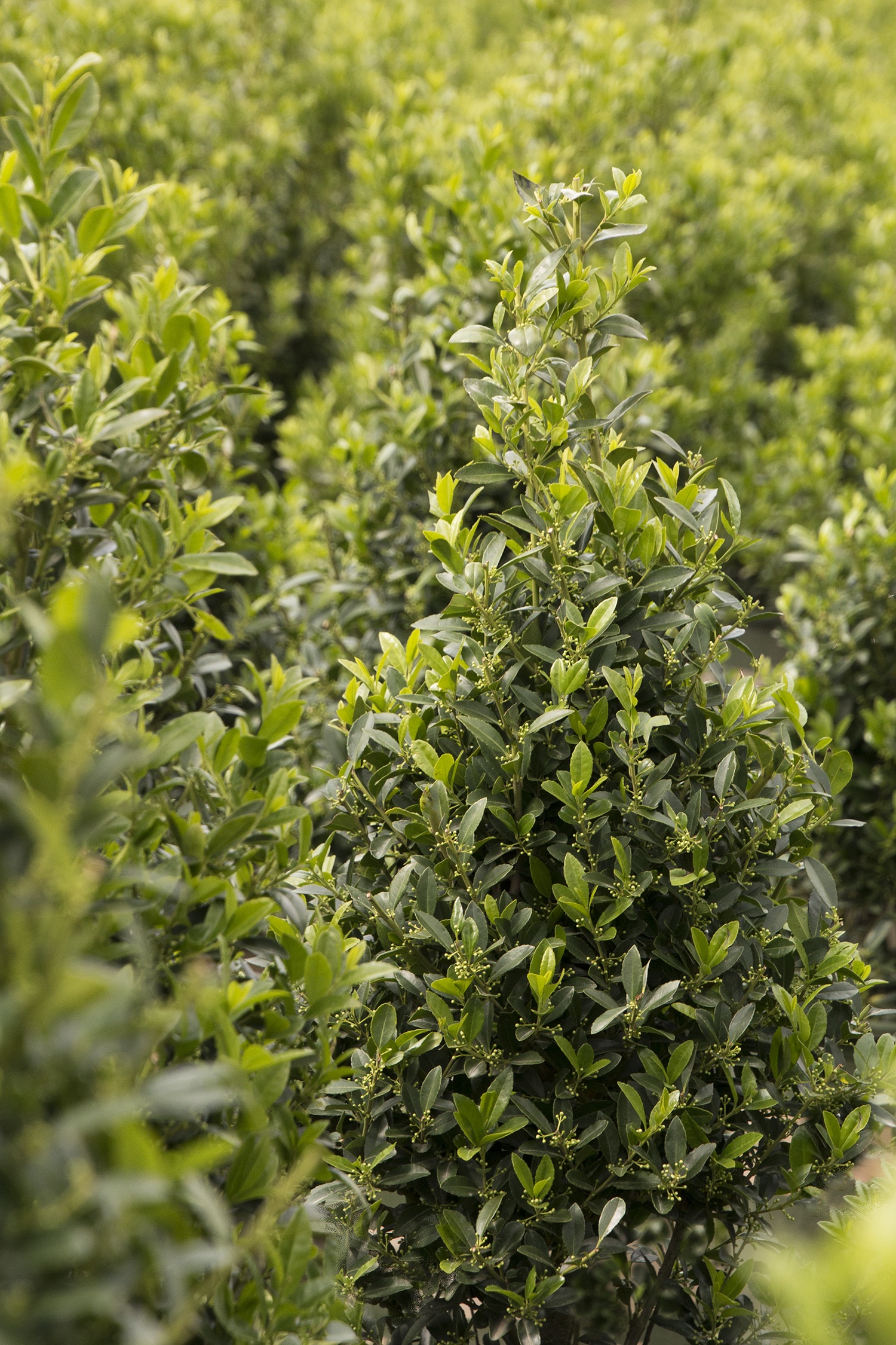 Emerald Colonnade® Holly, Ilex x 'RutHol1' PP #23,905, Monrovia Plant