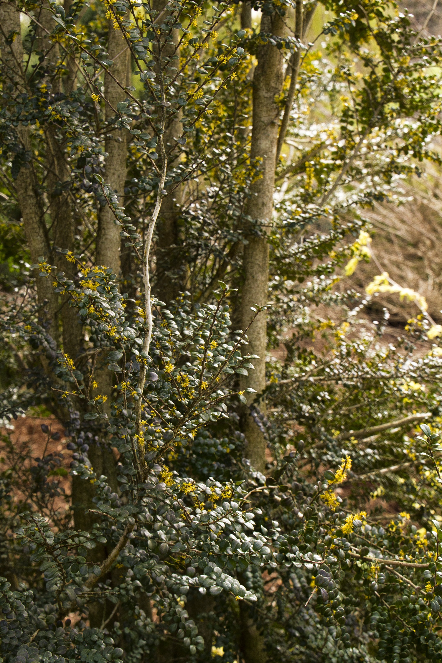 Box-Leaf Azara, Azara microphylla, Monrovia Plant