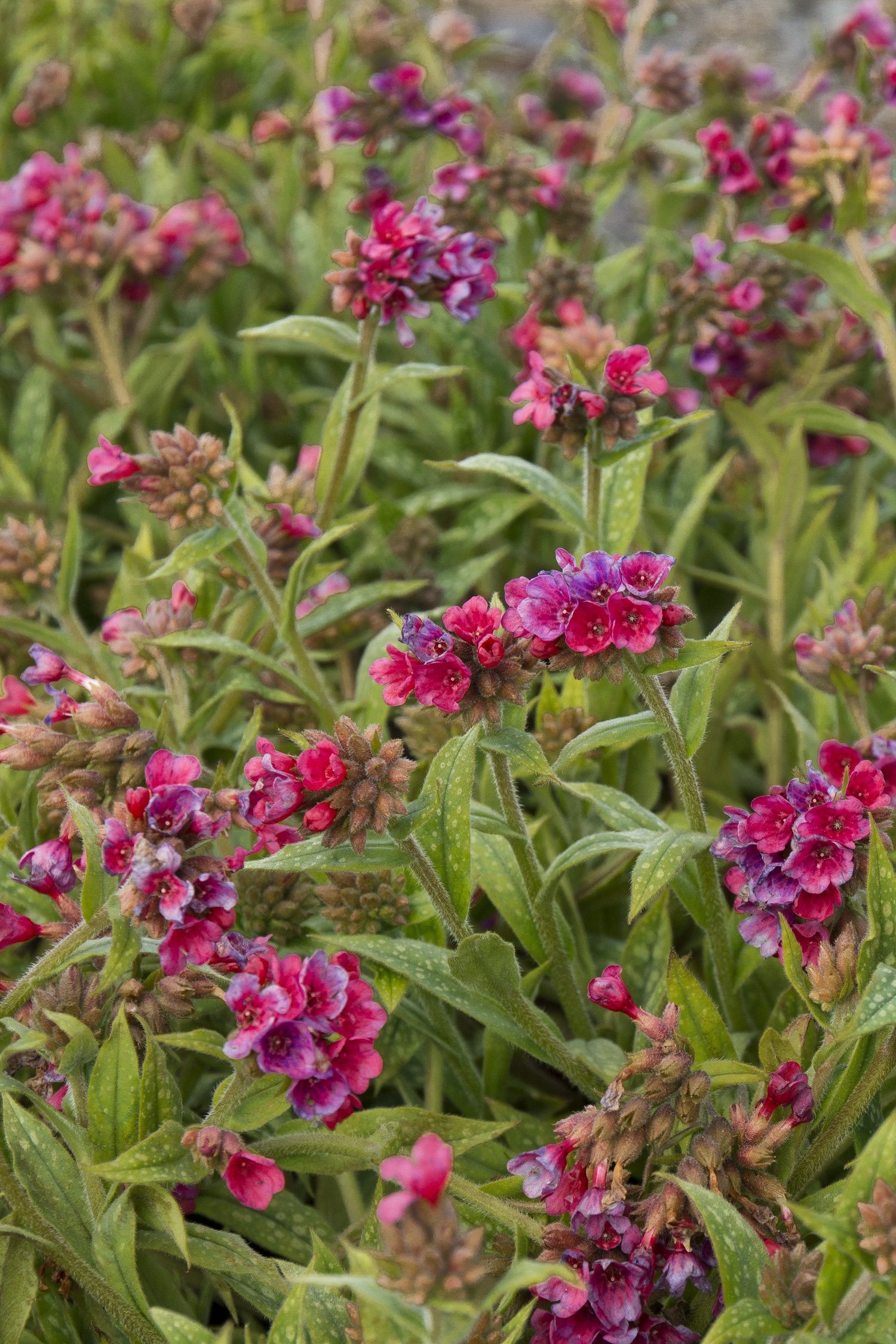 Raspberry Splash Lungwort, Pulmonaria longifolia 'Raspberry Splash'