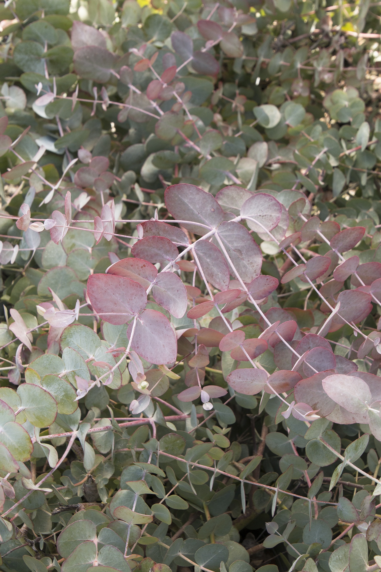 Silver Dollar Tree, Eucalyptus cinerea, Monrovia Plant