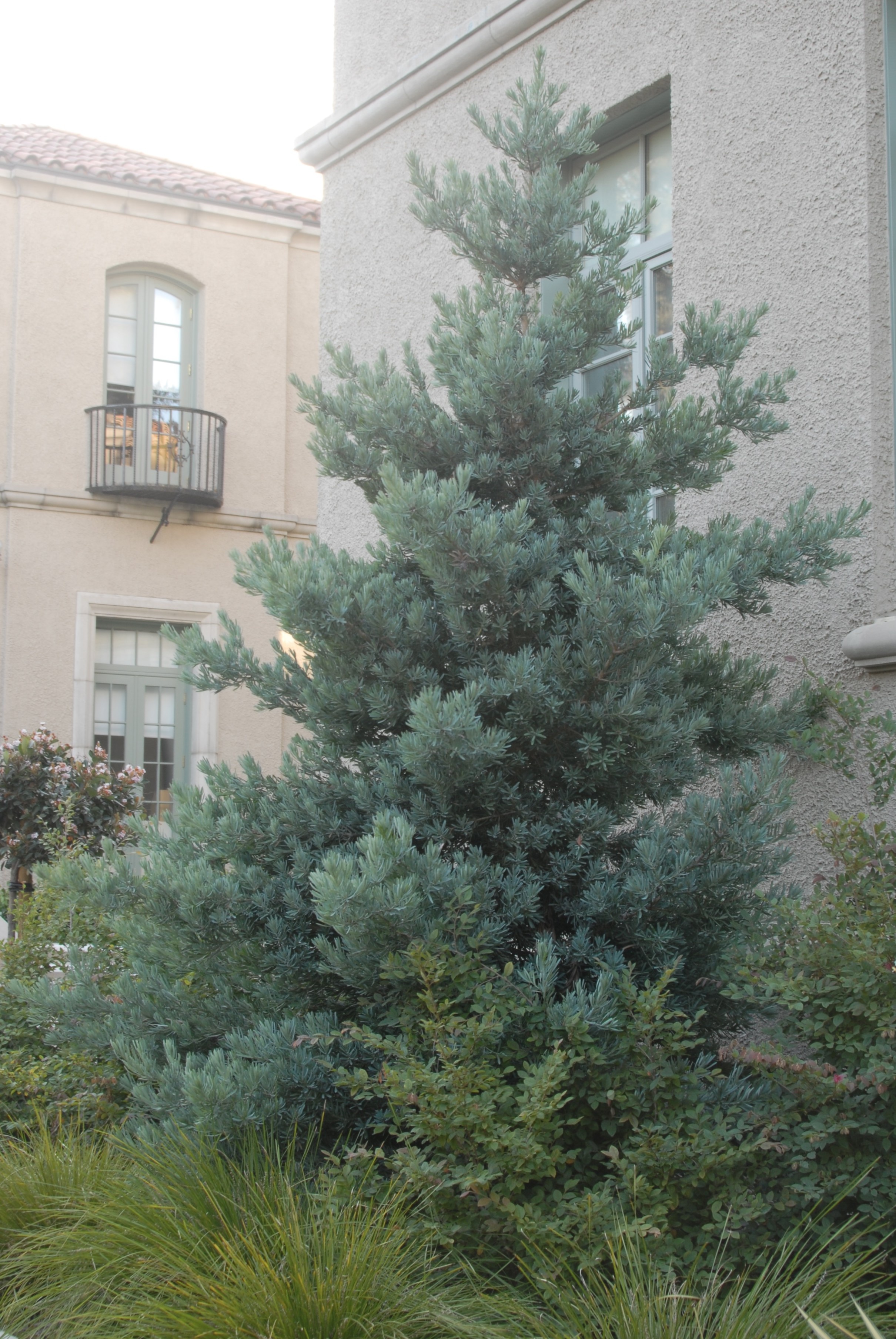 Icee Blue® Yellow-Wood, Podocarpus elongatus 'Monmal', Monrovia Plant