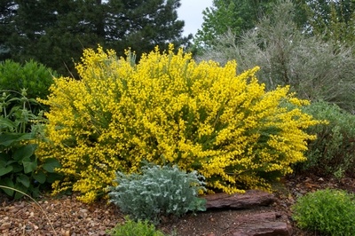 Spanish Gold® Broom, Cytisus purgans, Monrovia Plant