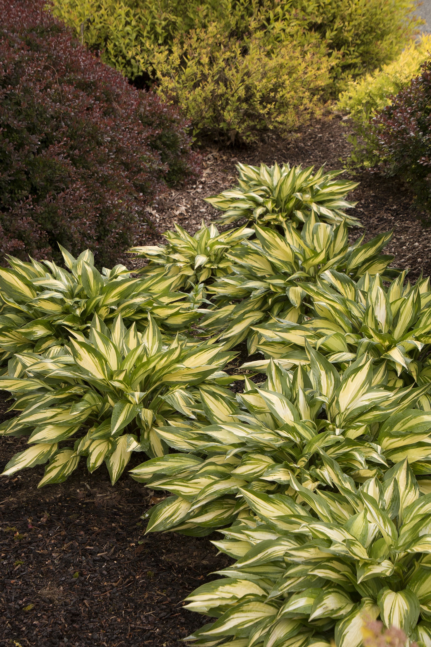 Cherry Berry Hosta, Hosta x 'Cherry Berry', Monrovia Plant